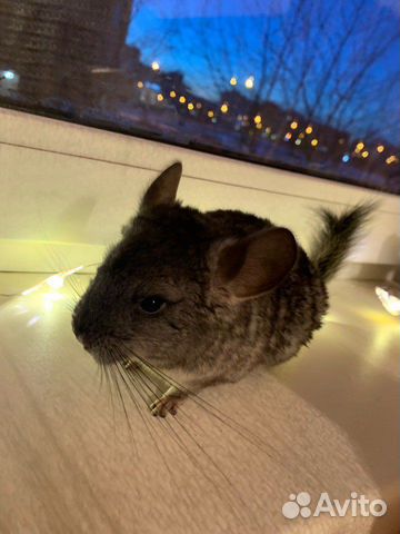 Продам шиншиллу