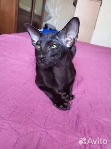 Ориентальная котодетки