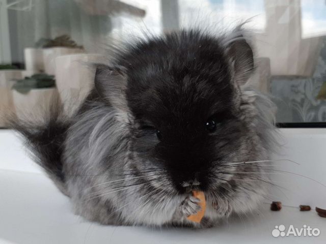 Шиншиллы ангоры и носители