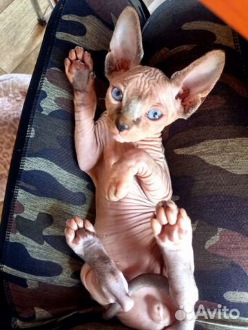 Канадский сфинкс котенок