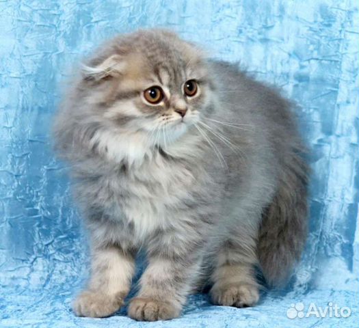 Самые Красивые Вислоухие Котики)