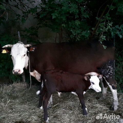 Продам корову