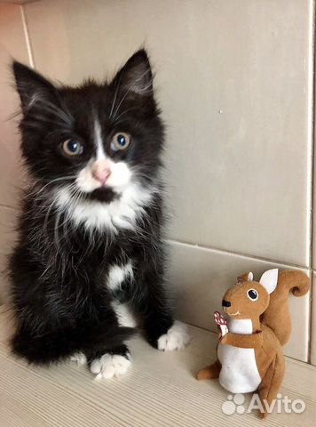 Котёнок в добрые руки даром