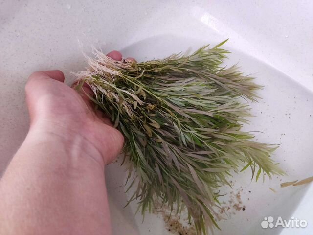 Лимнофила ароматика