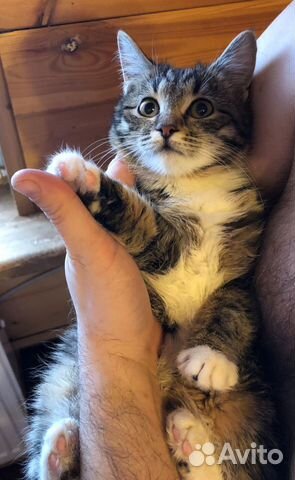 Мягкая кошечка