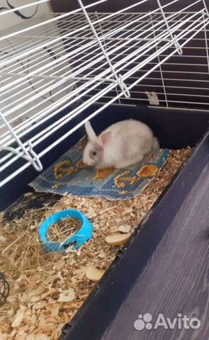 Милый кролик