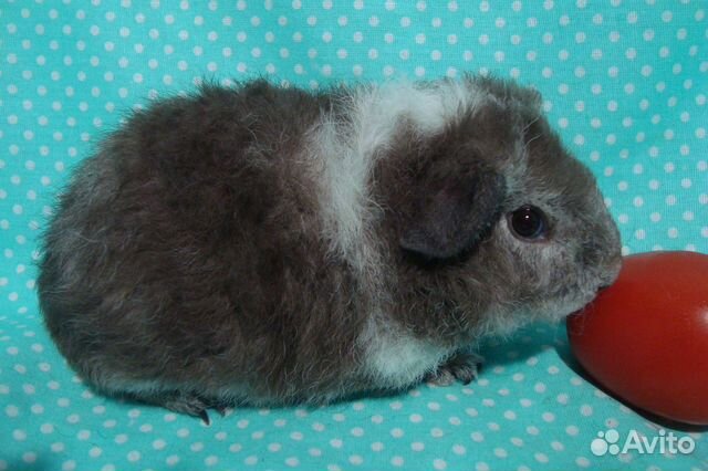 Морские свинки Американский Тедди