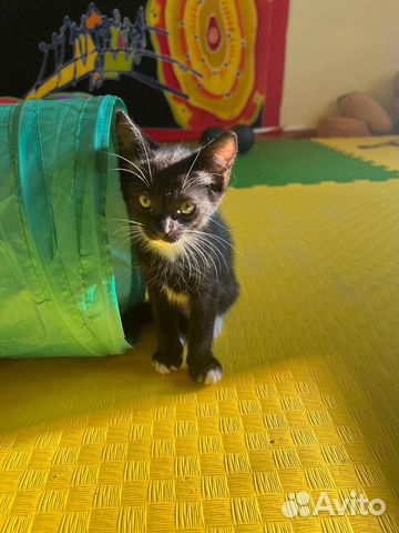 Котенок в добрые руки бесплатно