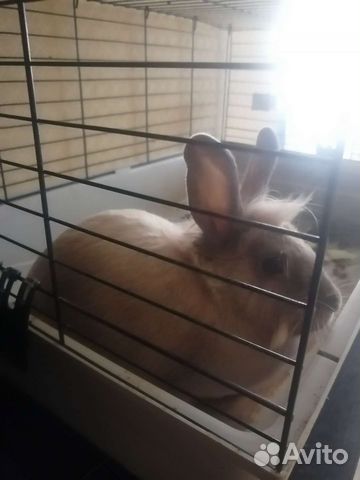 Декоративные кролики в добрые руки