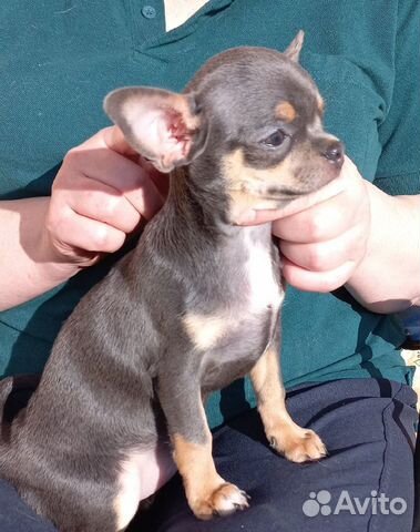 Прекрасная ронда