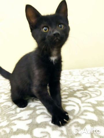 Кошка в дар