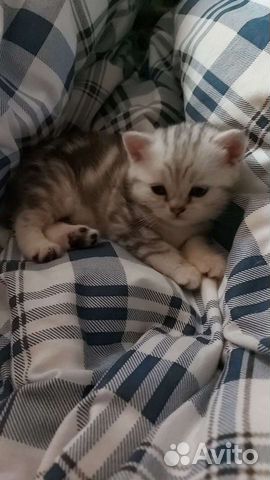 Шотландские котята
