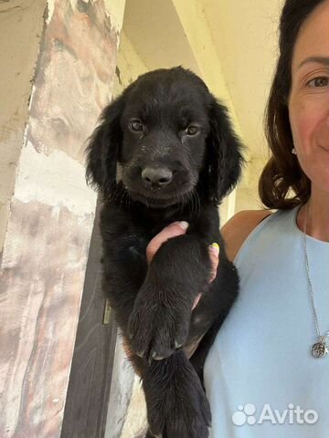 Собака в добрые руки щенок