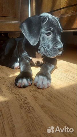 Кане корсо девочка