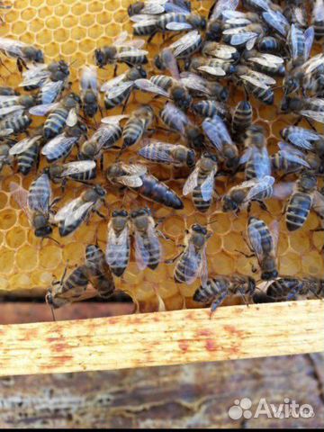 Плодная матка молодая 2022