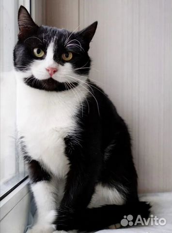 Котик в добрые руки