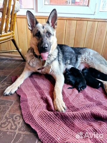 Восточноевропейская овчарка щенки