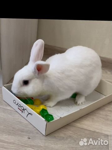Декоративный кролик с клеткой