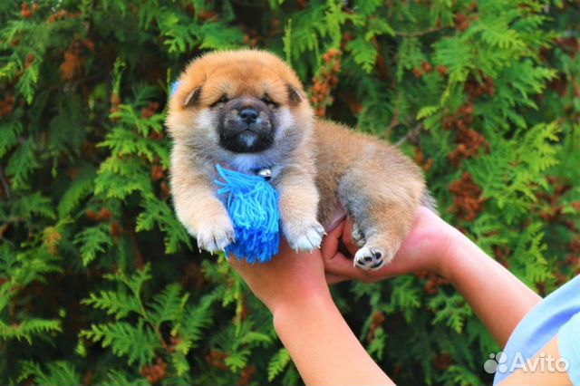 Шикарные малыши Сиба-Ину