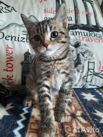 Отдам котенка в добрые руки