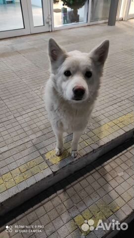 Собака в добрые руки