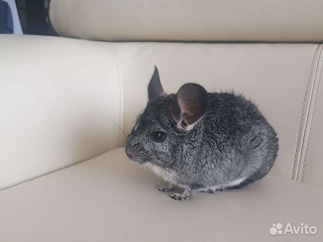 Серебристая шиншилла