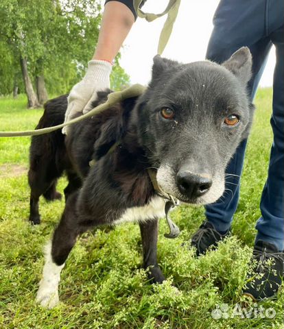 Вы для Черныша - последняя надежда не умереть