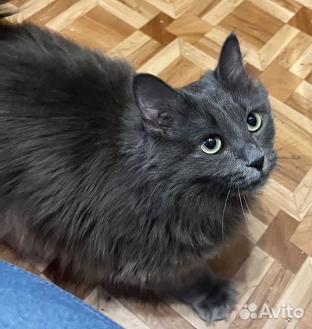 Кошка в добрые руки