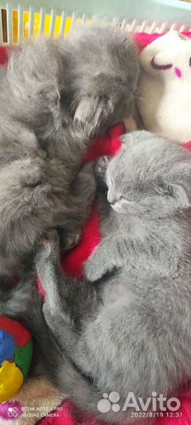 Котеночек