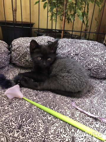 Котенок в добрые руки