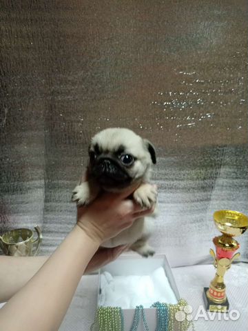 Девочка мопс