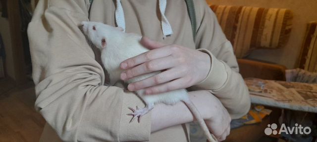 Крыса в добрые руки