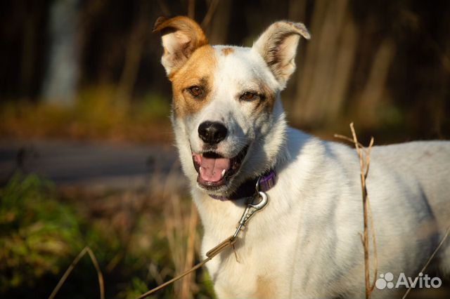 Стасик ищет дом. Собака в дар