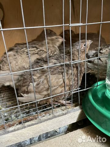 Перепел Селадон