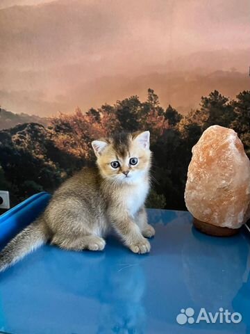 Британские котята золотая шиншилла