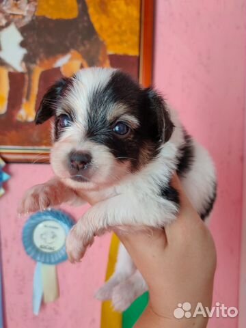 Щенки-бабочки