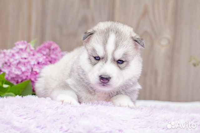 Сибирский хаски