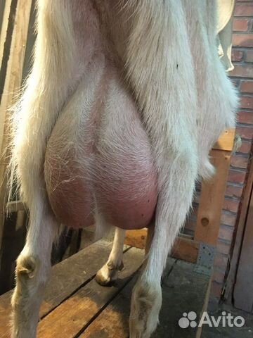 Коза дойная, второй окот