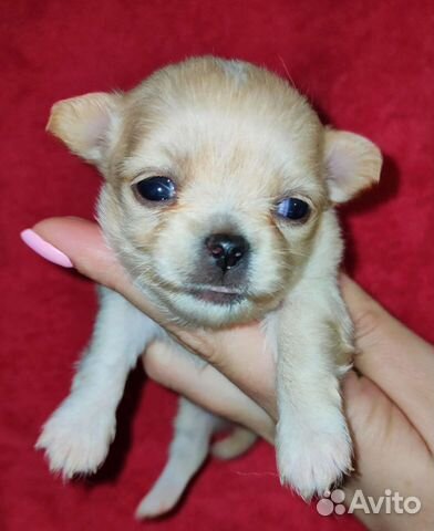 Чихуахуа девочки длиношерстные к Новому Году