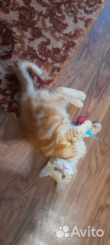 Курильский бобтейл