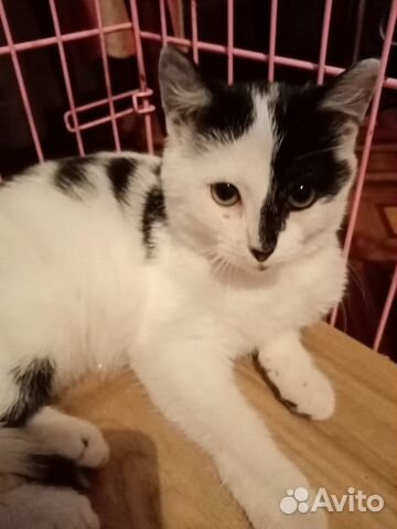 Очень красивая и позитивная девчонка-котенок