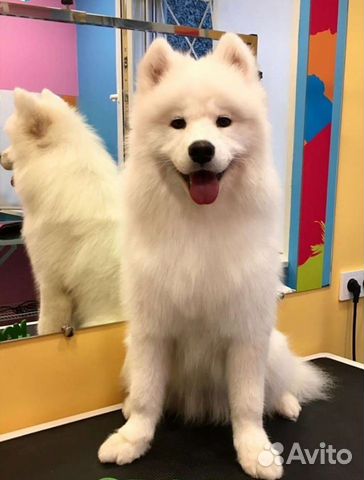 Щенки самоедской лайки(самоед)