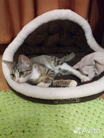 Котенок в добрые руки