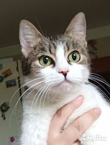 Кошка с огромными зелеными глазами