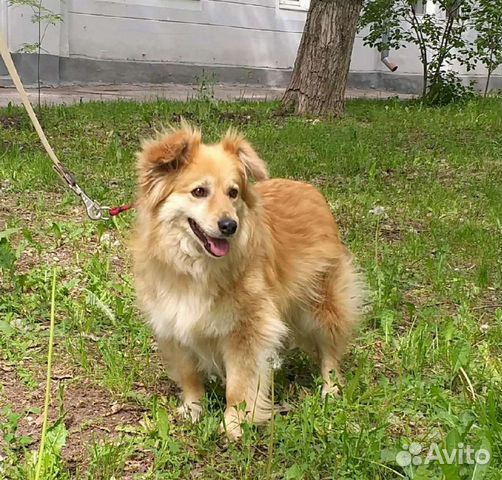 Собаки бесплатно в добрые руки