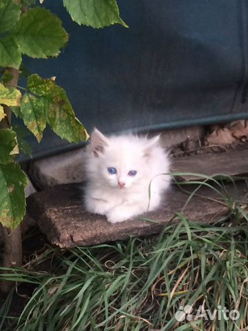 Котята