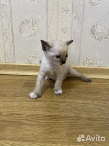 Котенок в добрые руки