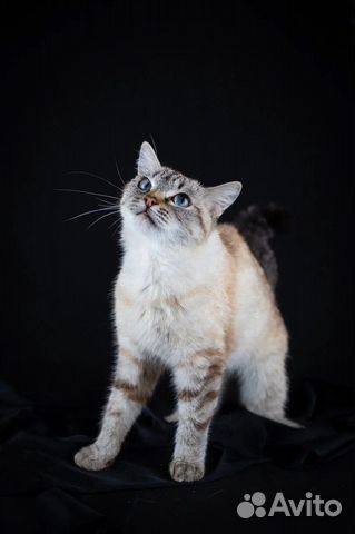 Голубоглазая ласкуша Амели