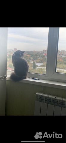 Чеширский кот