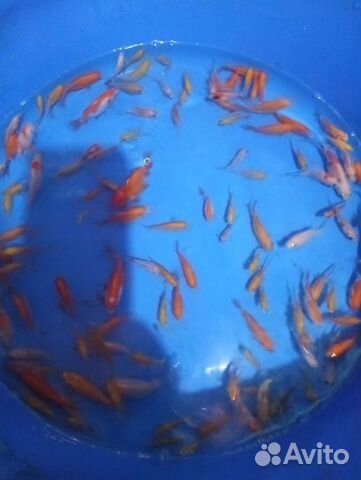 Золотая рыбка комета